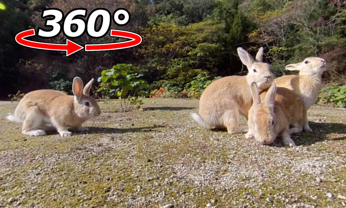 VR 360° | Look-alike rabbits! But is there one that isn't a friend?