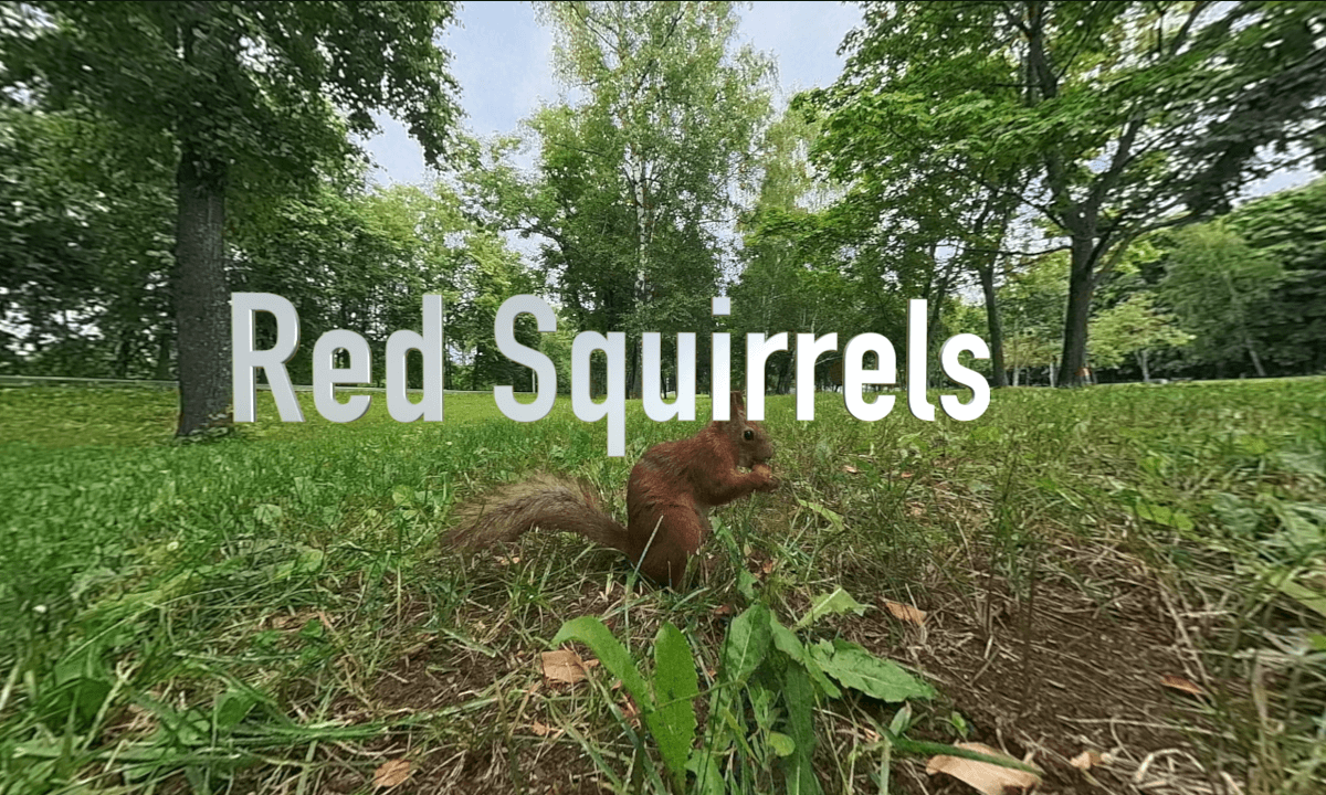 Red Squirrels - VR 360 3DoF 4K | DeoVR