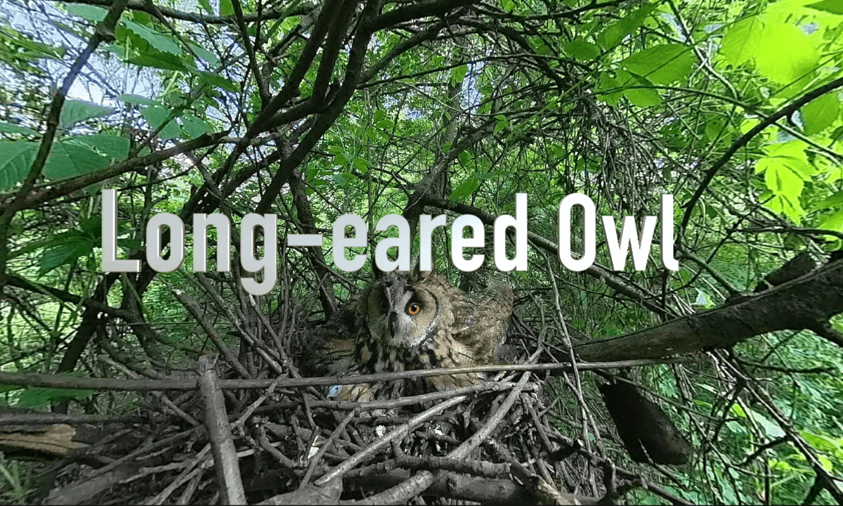 Long-eared Owl - VR 360 3DoF 4K | DeoVR