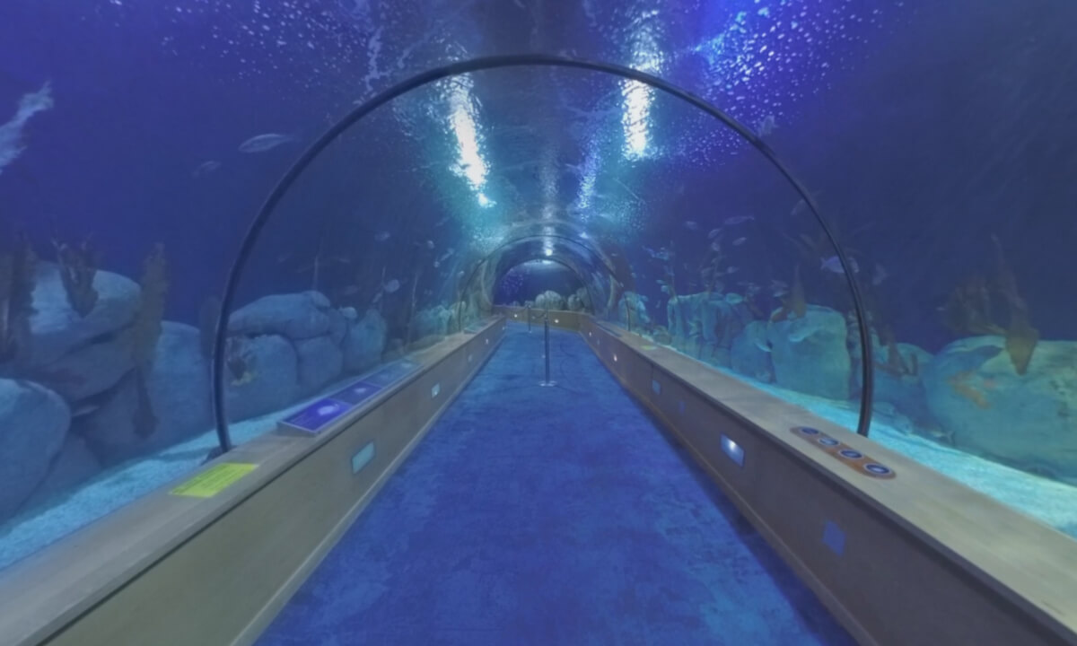 360 VR Inside Oceanografic in Valencia, Spain | DeoVR