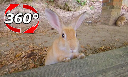 Discover nyoshi 360 rabbit ch Channel. Immersive VR Experience on DeoVR