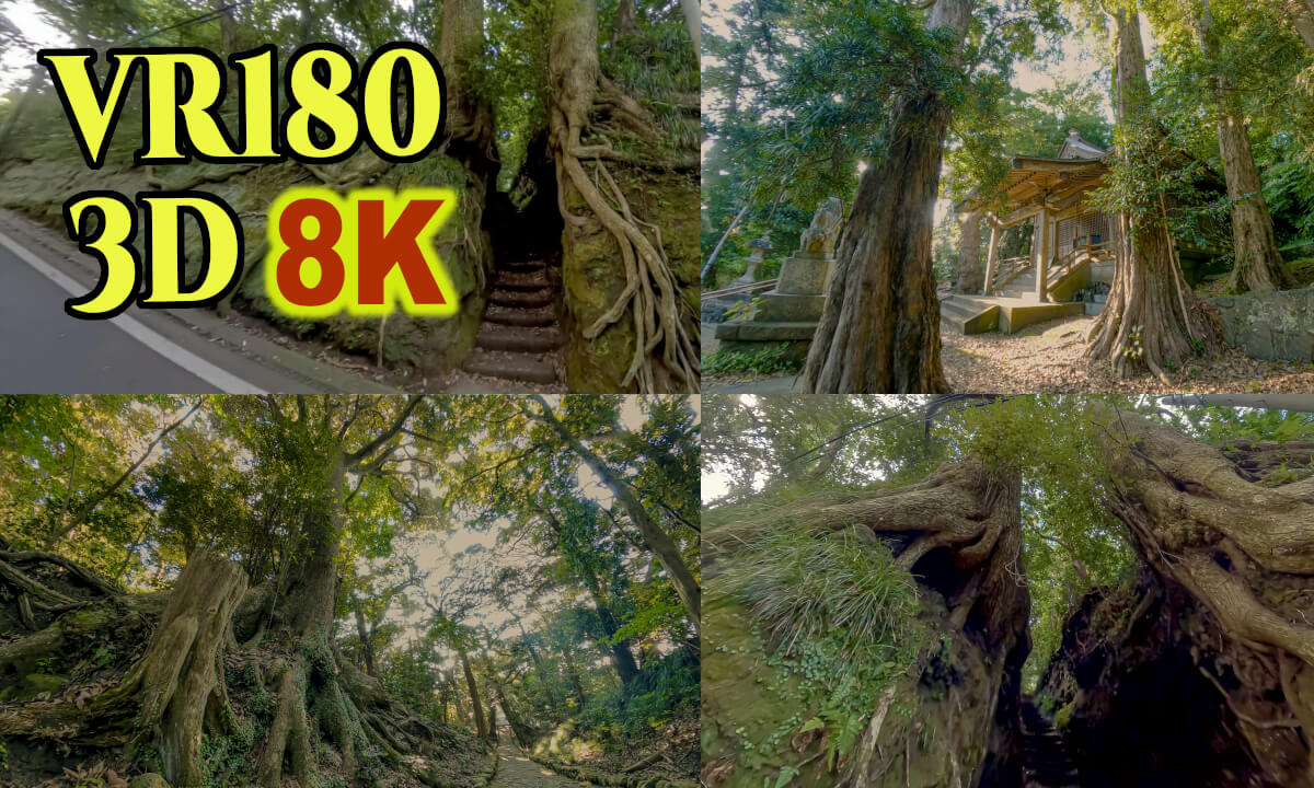 Divine forest at Izu-oshima volcanic island in Tokyo,Japan