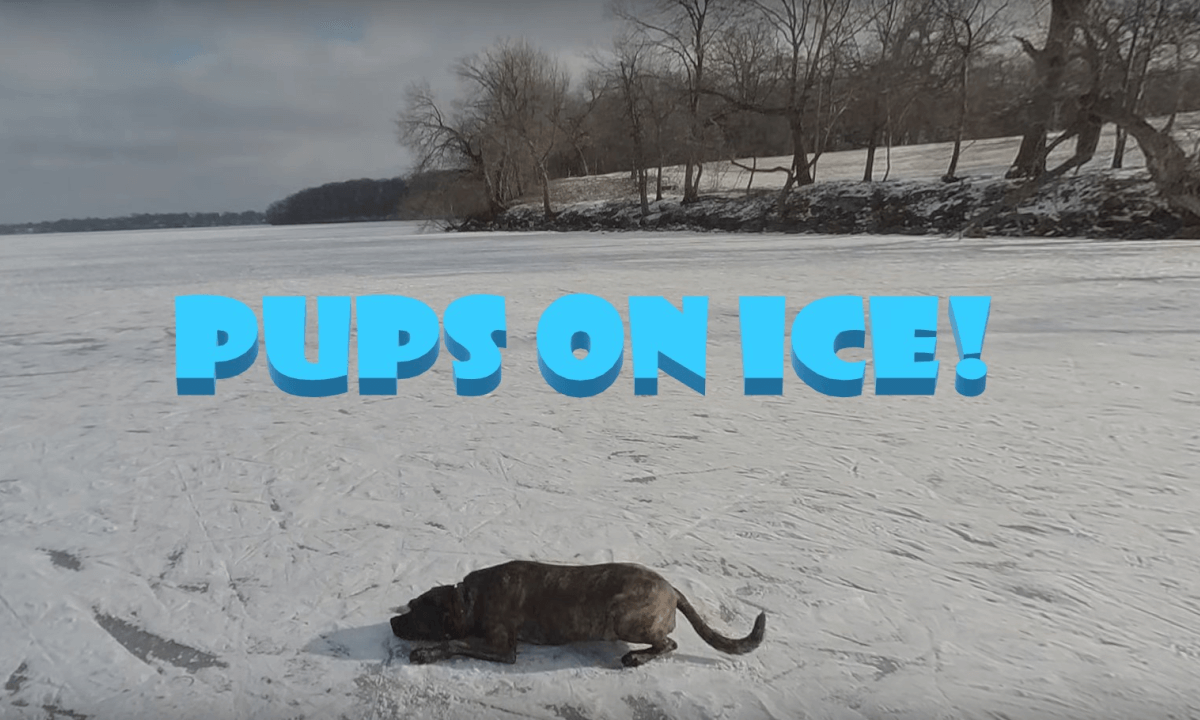Pups On Ice! - Immersiversalism - VR Video | DeoVR