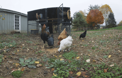180 VR Experience: Free-Roaming Chickens and a Rooster in the Garden ...