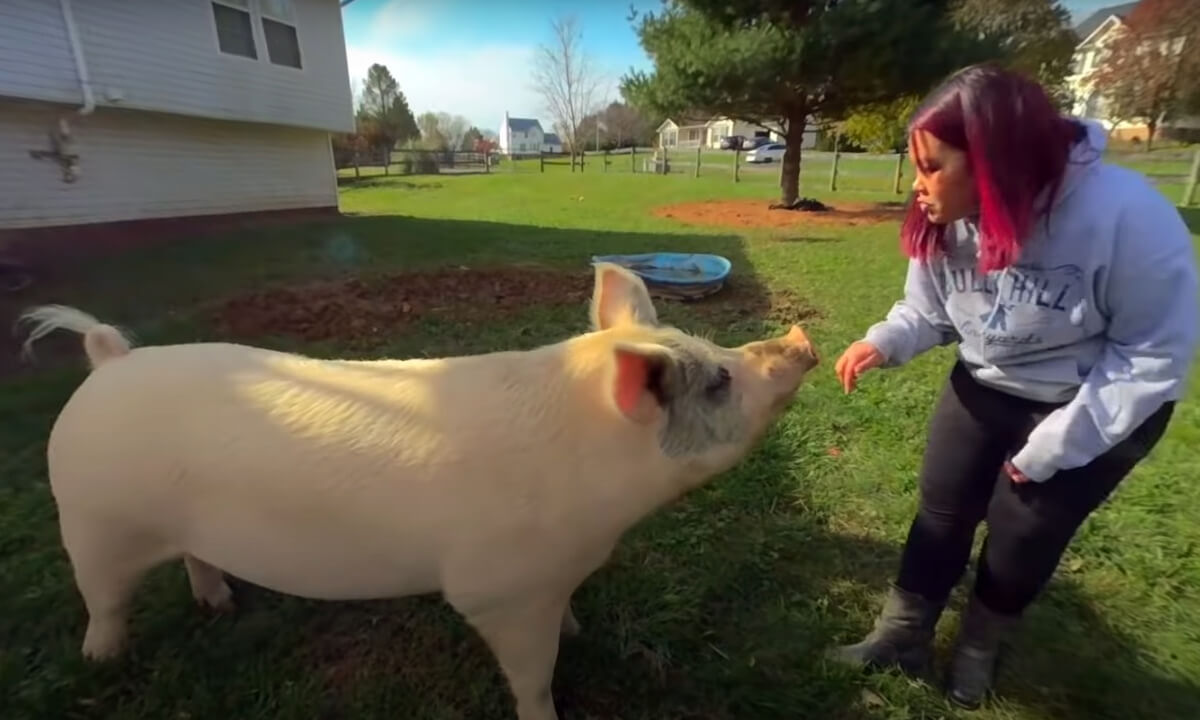 Meet Floppy the Pig 3D 180 VR | DeoVR