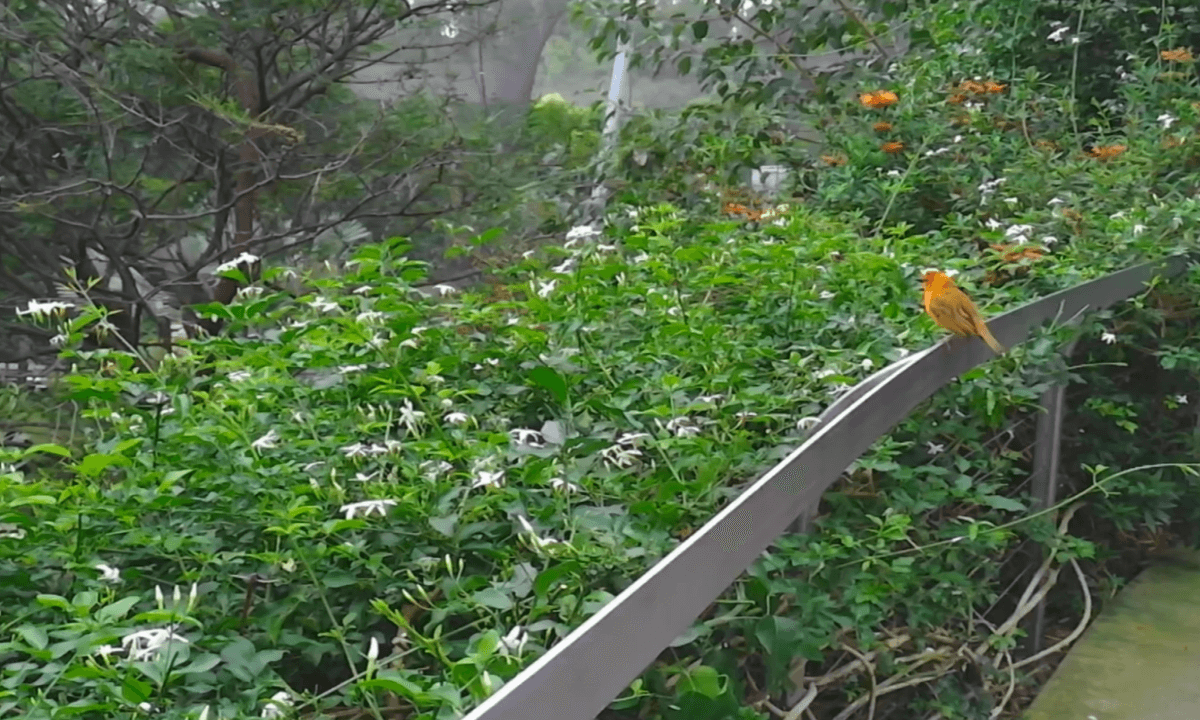 Africa Rocks Aviary Tour, San Diego Zoo Flat 3D | DeoVR