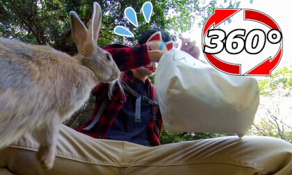 Discover nyoshi 360 rabbit ch Channel. Immersive VR Experience on DeoVR