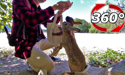 Discover nyoshi 360 rabbit ch Channel. Immersive VR Experience on DeoVR