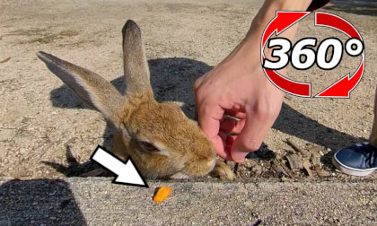 Discover nyoshi 360 rabbit ch Channel. Immersive VR Experience on DeoVR