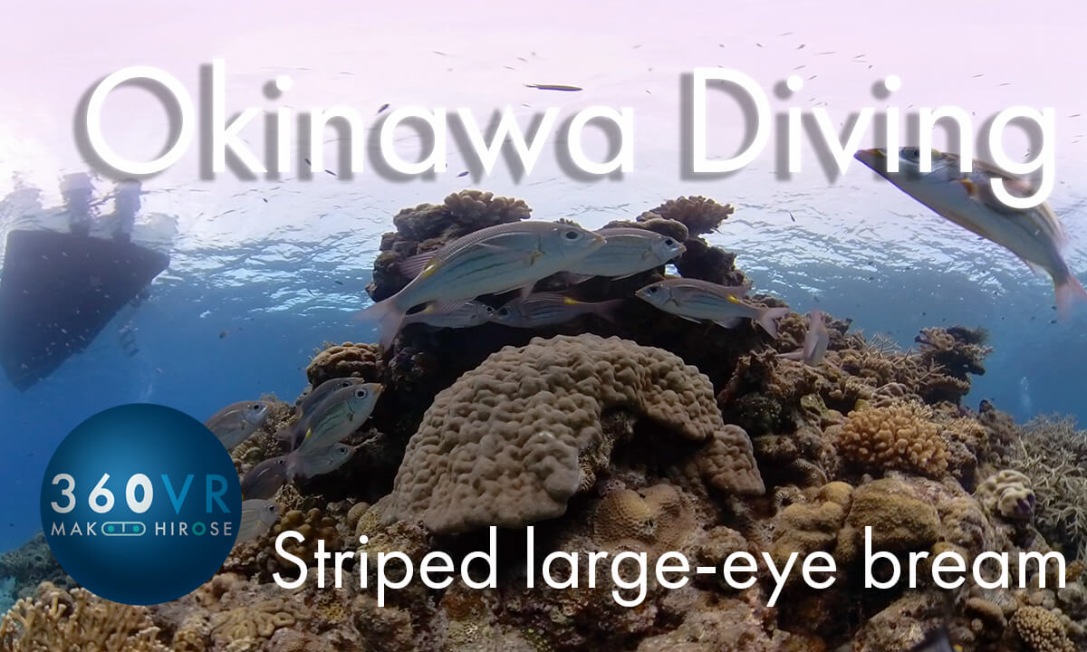 Okinawa Diving [ Striped large-eye bream ] | DeoVR