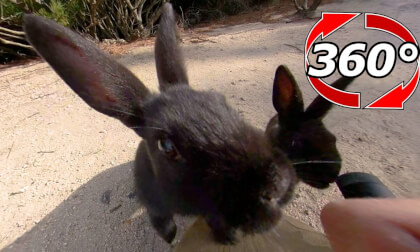 Discover nyoshi 360 rabbit ch Channel. Immersive VR Experience on DeoVR