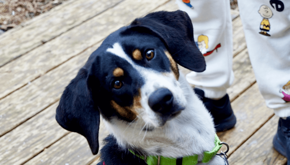 Meet Mabel, An Adoptable PAW Dog! | DeoVR