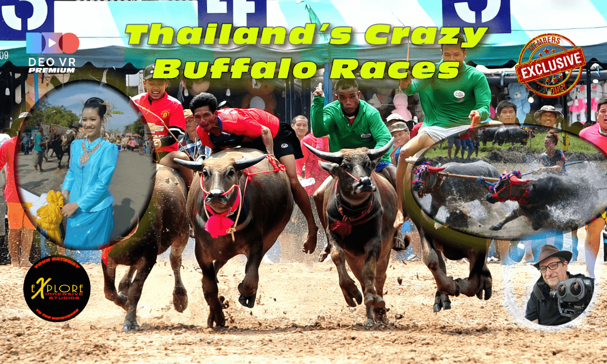 Thailands Crazy Buffalo Races | DeoVR