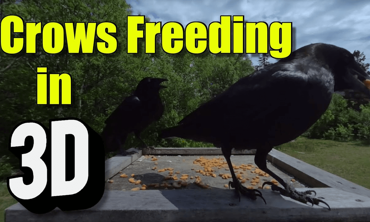 Crows feeding on peanuts - CabotTrail - VR Video | DeoVR