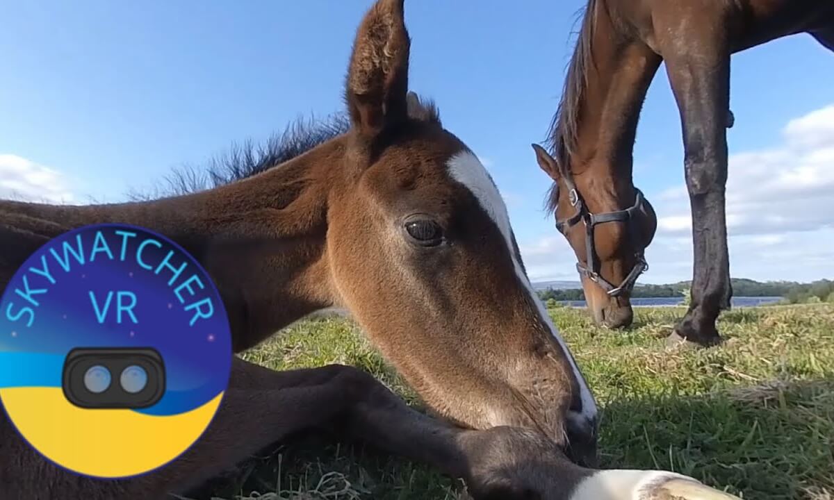 Newborn Foal Up Close at Lough Scur VR180 | DeoVR