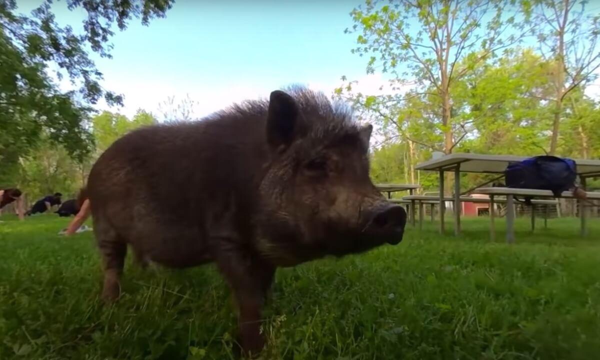 Yoga with Pigs at Whispering Rise Sanctuary 2022 3D 180 VR