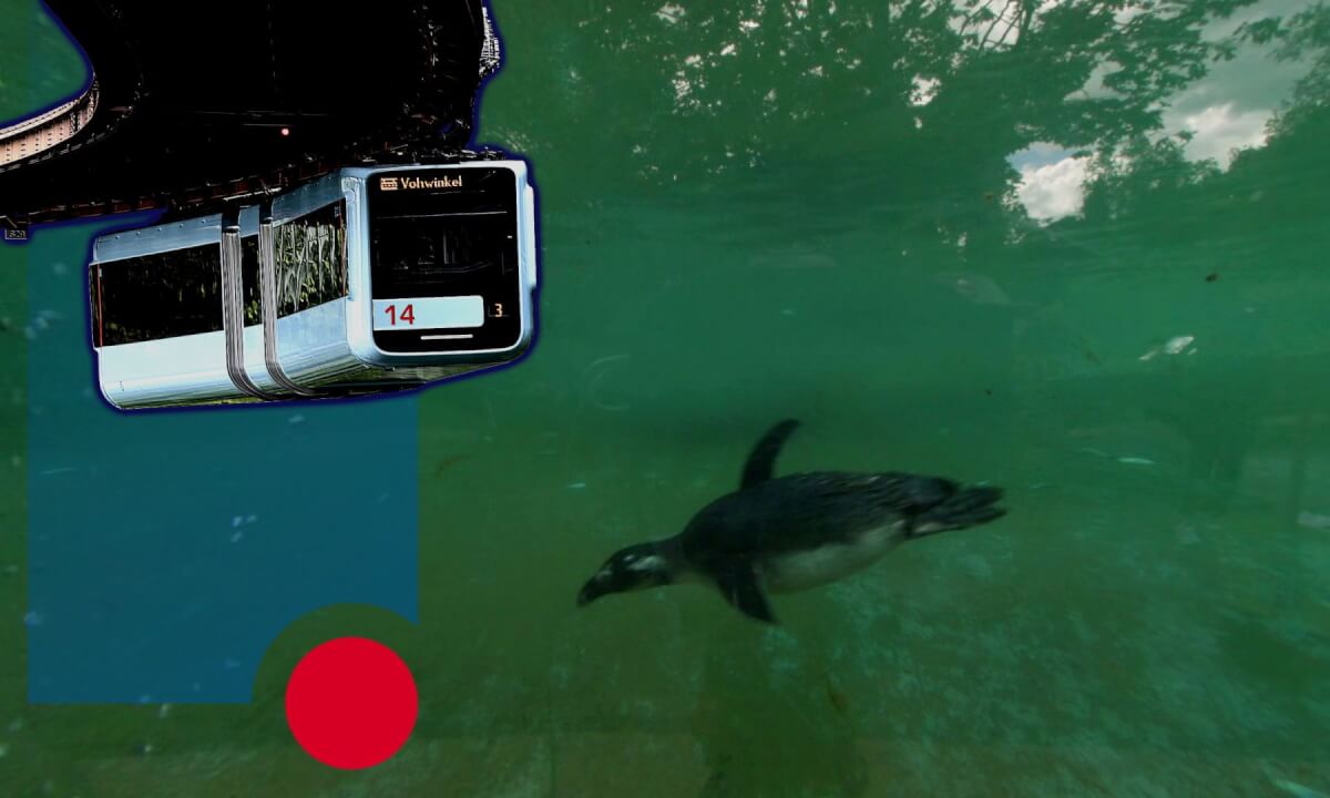 Wuppertal VR (Zoo) - Penguins cleaning session 8k 60fps VR180 360 3D