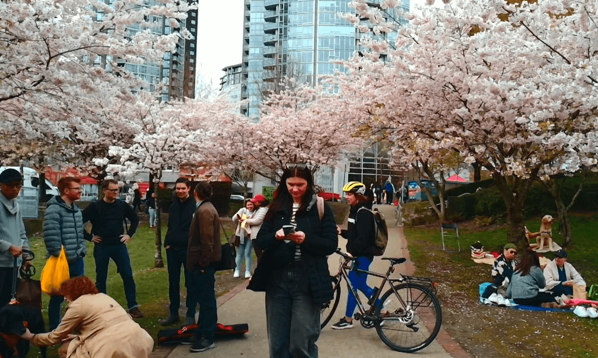 360 VR Cherry Blossoms - aka - Sakura Event At David Lam Park Mar 30 2024