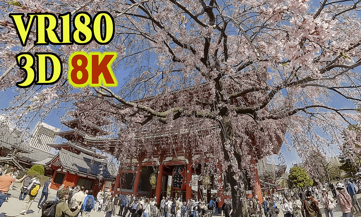 Shidarezakura (weeping cherry tree) at Sensoji Temple in Asakusa,Tokyo ...