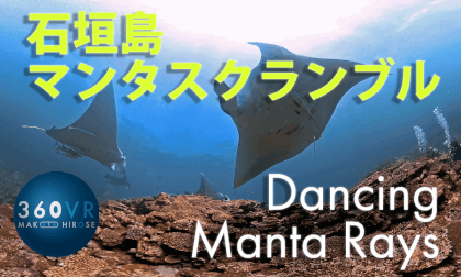 Dancing Manta Rays, Isigakijima-island, Okinawa, Japan