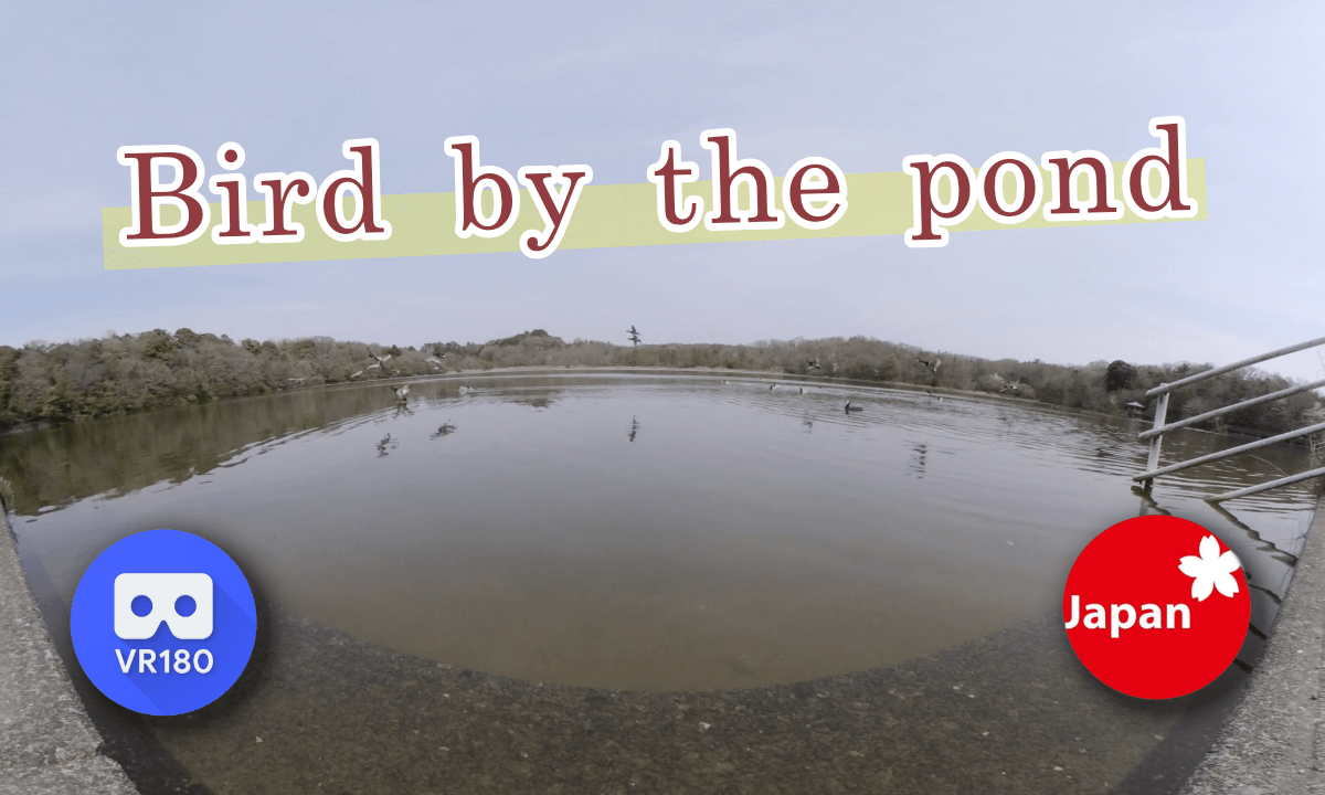 Bird by the pond - Gomi-channel - VR Video | DeoVR