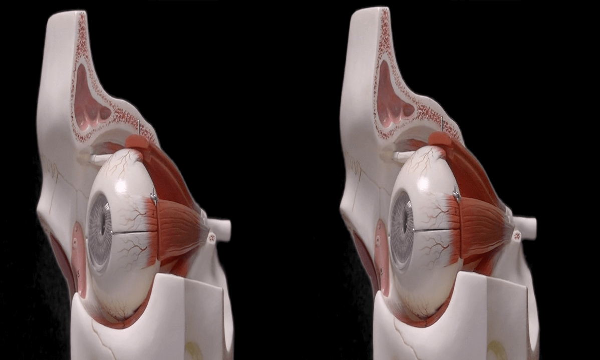 3D Montgomery College, Chemical and Biological Sciences - Organs - The Eye