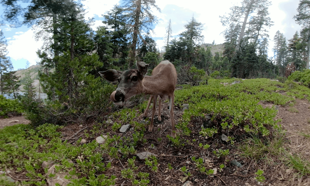 Montgomery College 360 Deer up close licking ice at Kangaroo Lake ...