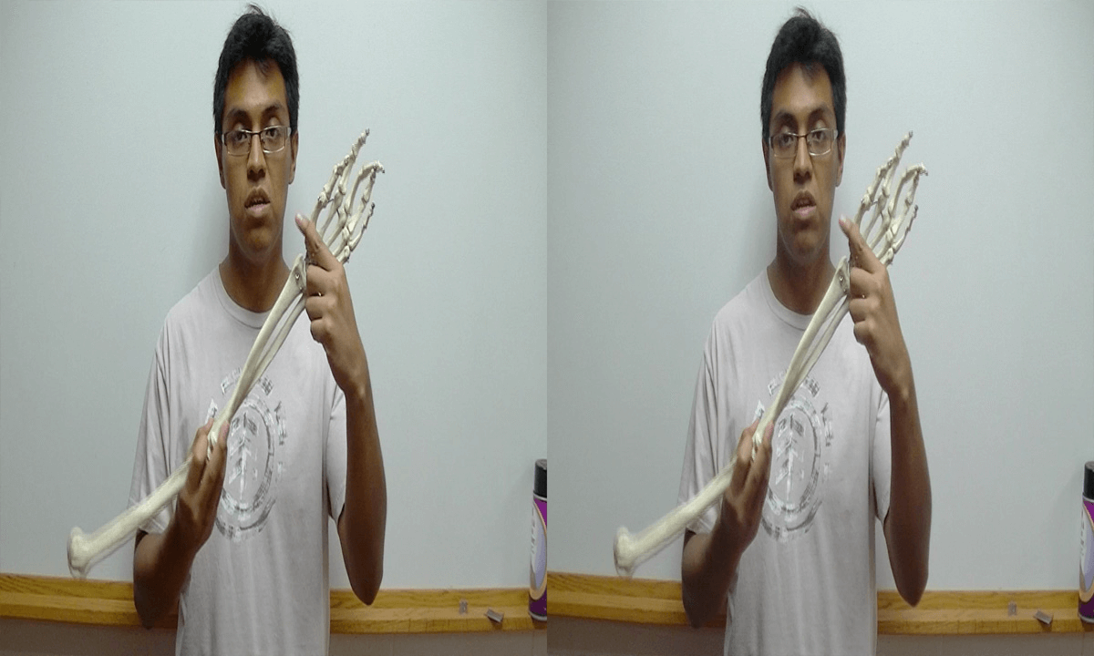 3D Montgomery College, Chemical and Biological Sciences - Bones - The Arm