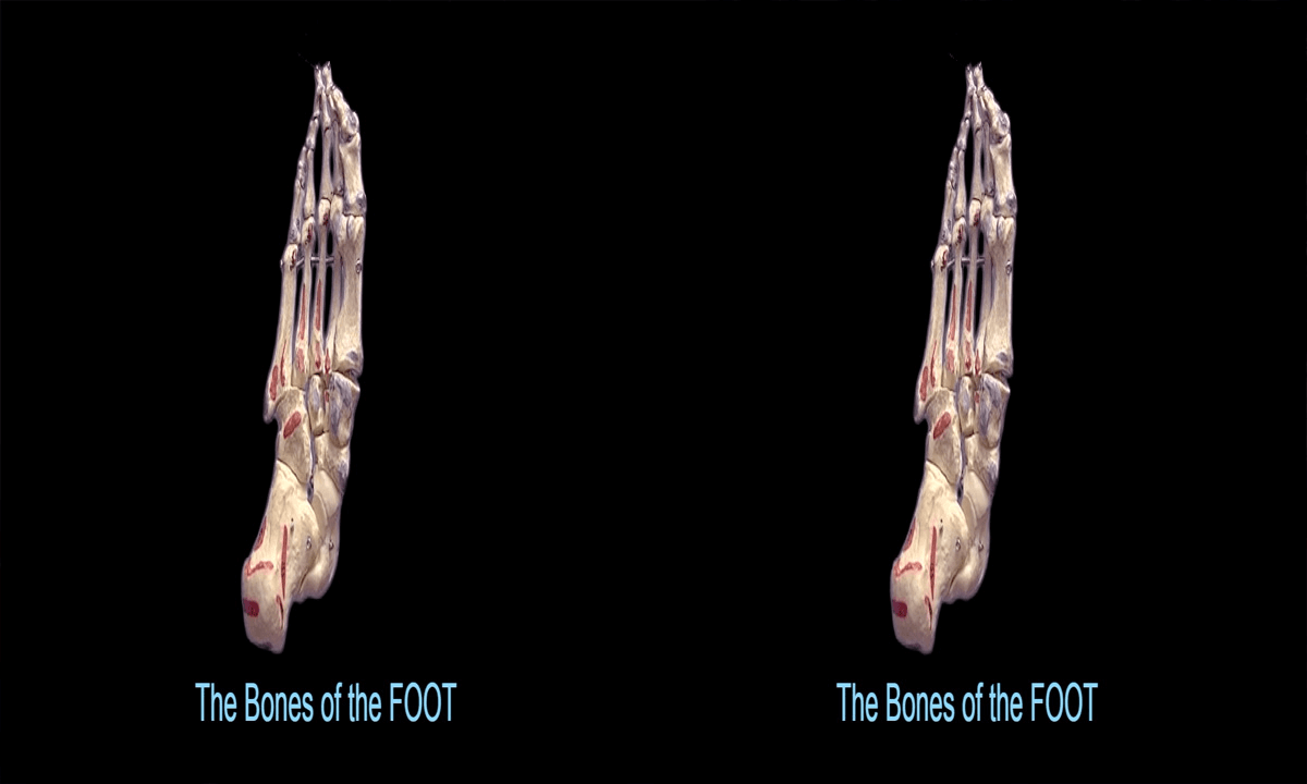 3D Montgomery College, Chemical and Biological Sciences - Bones of the Foot
