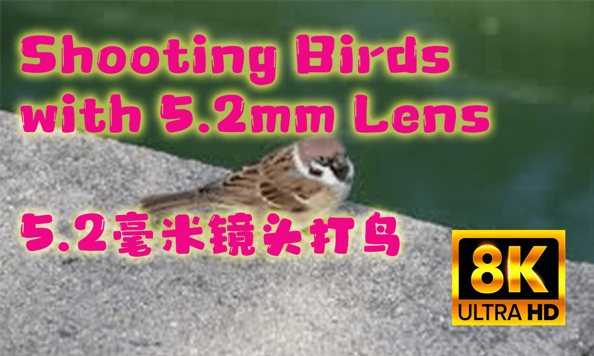 Shooting Birds with 5.2mm Lens, yes possible. 5.2毫米镜头打鸟真实影像 8K 3D