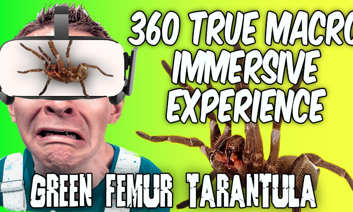 Green Femur Tarantula (phormictopus Hispaniola) | DeoVR