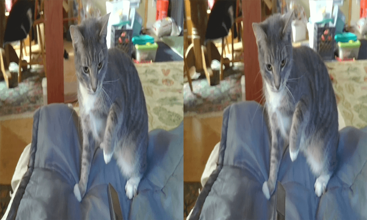 3D Pippi Cat Boxing - Rupert Chappelle - VR Video | DeoVR