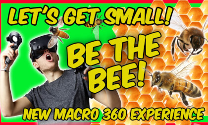 Honey Bees in 8k Macro Virtual Reality 360 immersive experience.