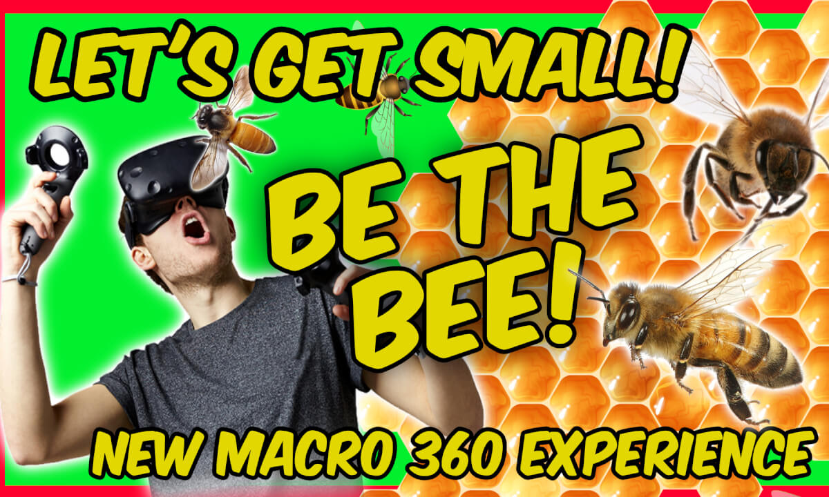 Honey Bees in 8k Macro Virtual Reality 360 immersive experience.