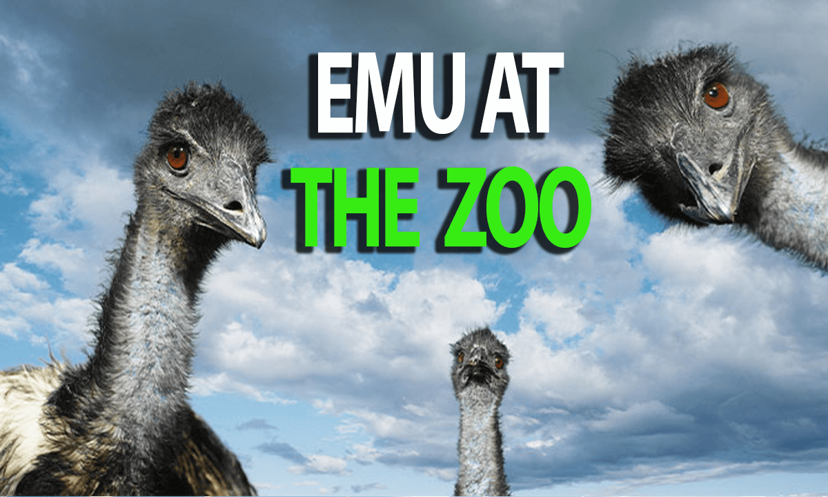 Emu at the Zoo in VR - VurtualMe - VR Video | DeoVR
