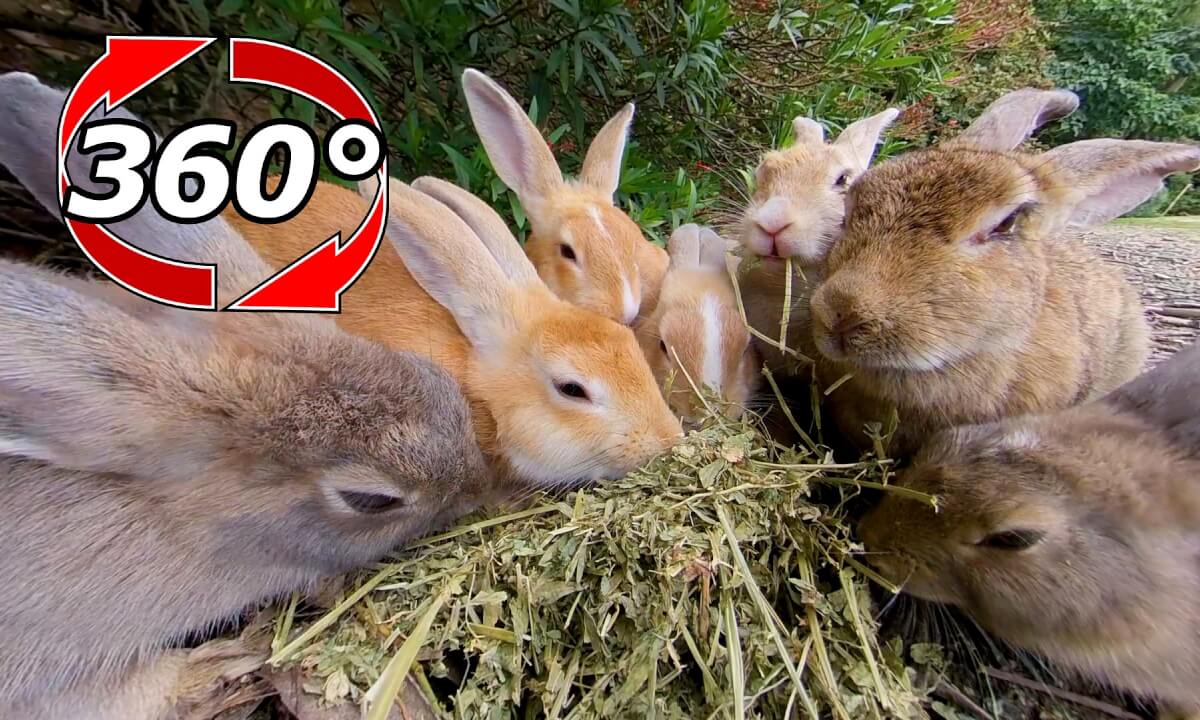 [360 Video] All the rabbits get along and eat Timothy