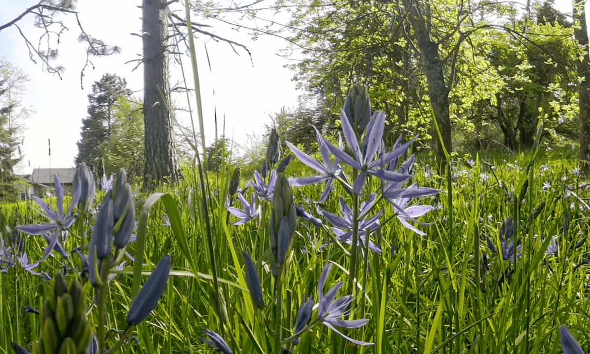 Spring Grass 8K 360 - Cirrostratus ASMR - VR Video | DeoVR