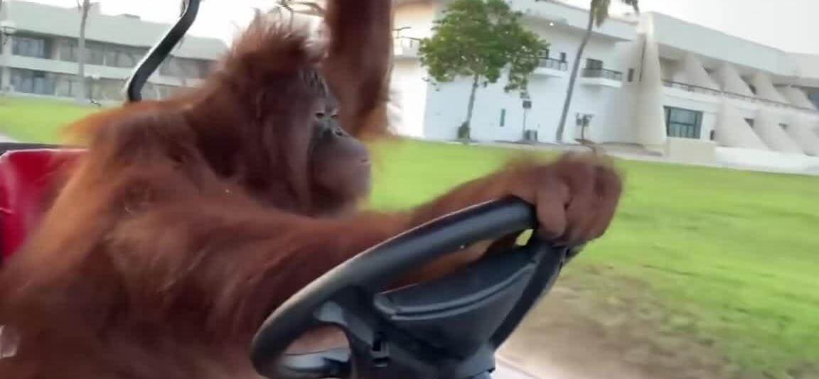 Monkey Drive - tamald - VR Video | DeoVR