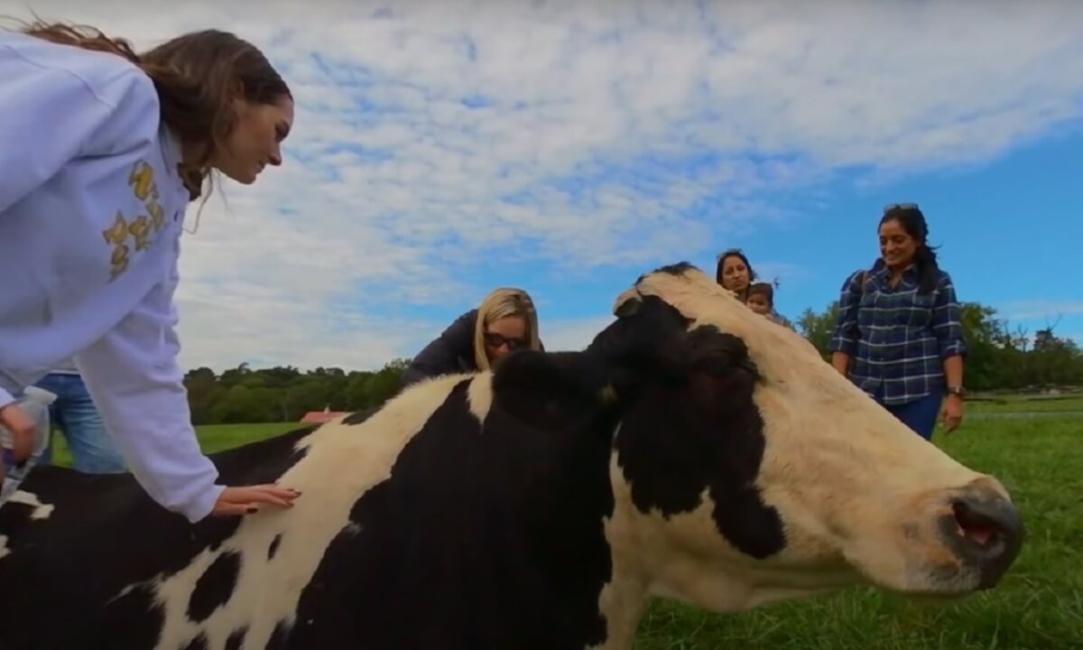 Animal Visit at Poplar Spring Animal Sanctuary 2022 3D 180 VR