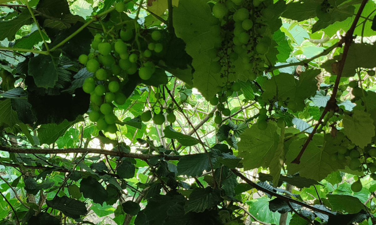 3d sbs flat test 08072024 part1 | DeoVR