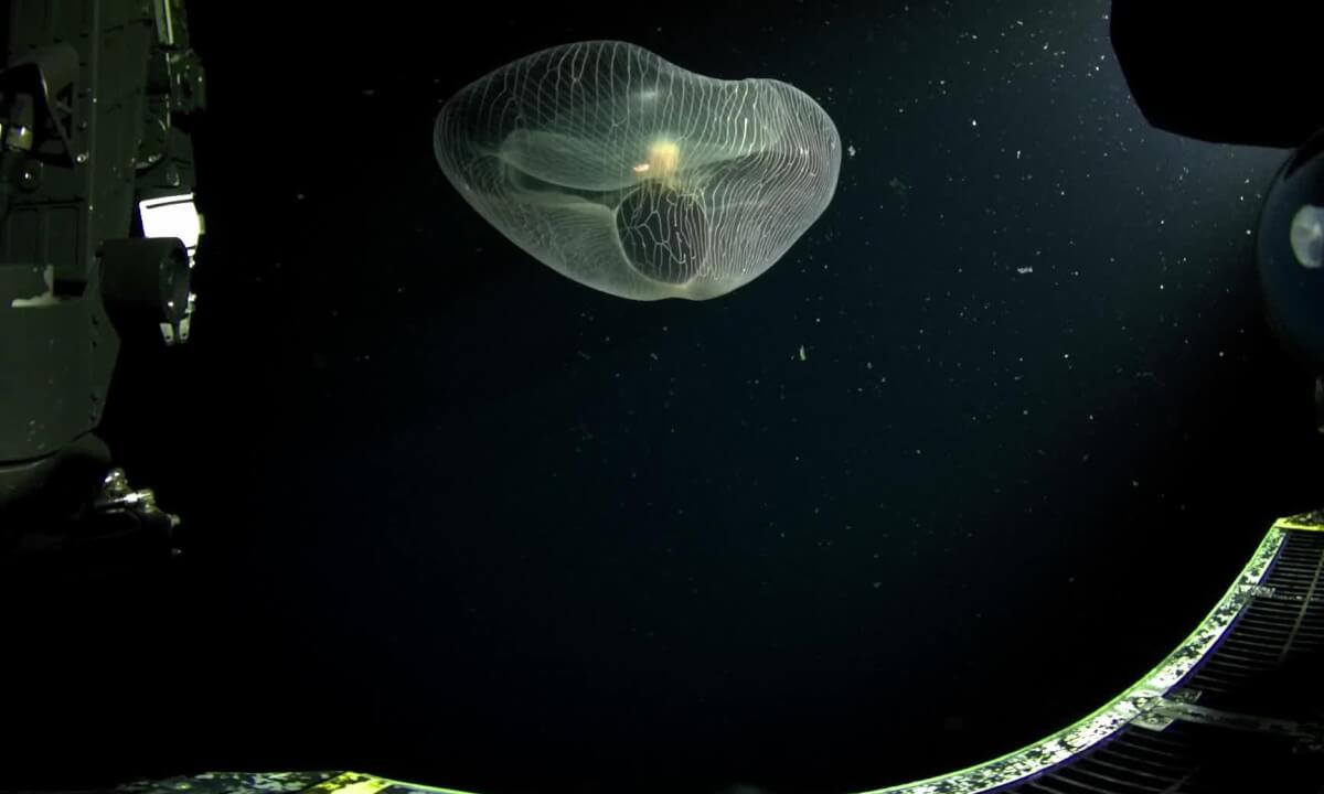 3D VR180 Deep Sea Jelly "Deepstaria Enigmata"