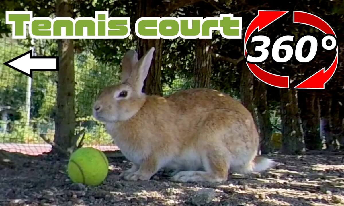 [360 Video] I gave food to the rabbits waiting to watch tennis