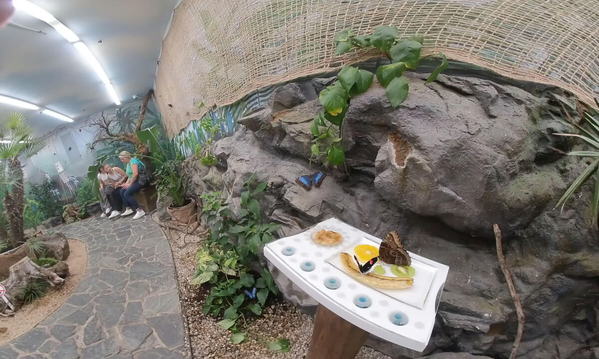 butterfly room - Merlin - VR Video | DeoVR