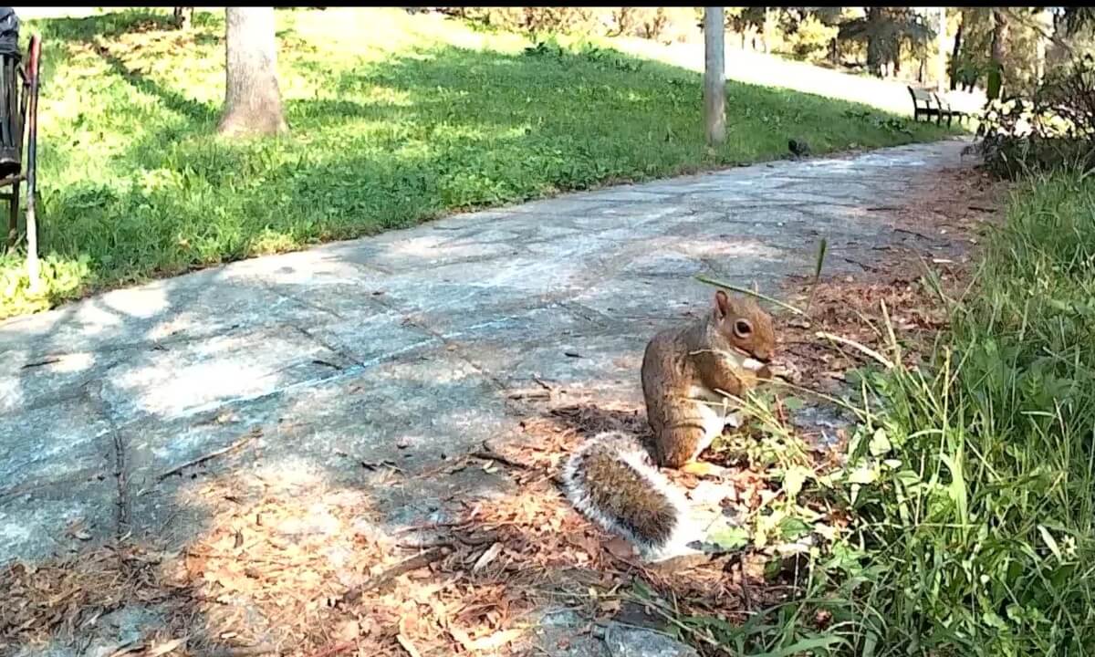 Squirrel eating - Singular Devices - VR Video | DeoVR