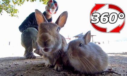 [360 Video] Rabbit parents and children are eating together.There is ...