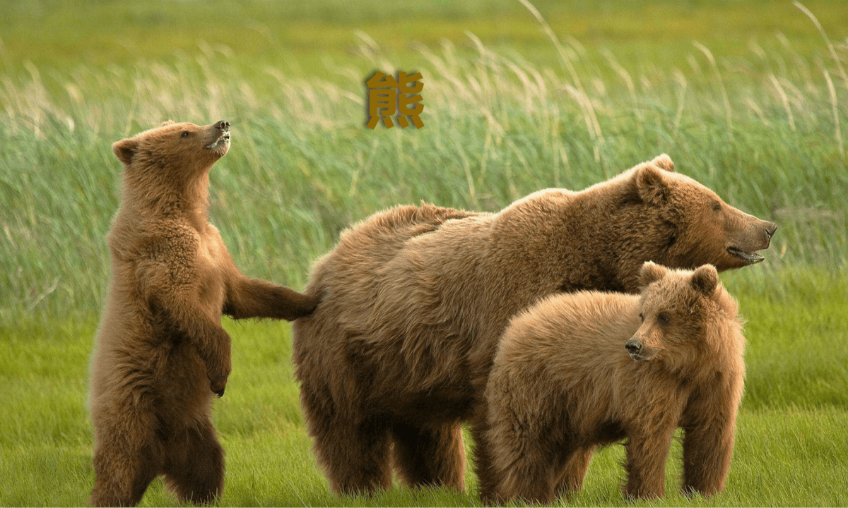 Joyful Zoo - Bears - VR ASMR - VR Video | DeoVR