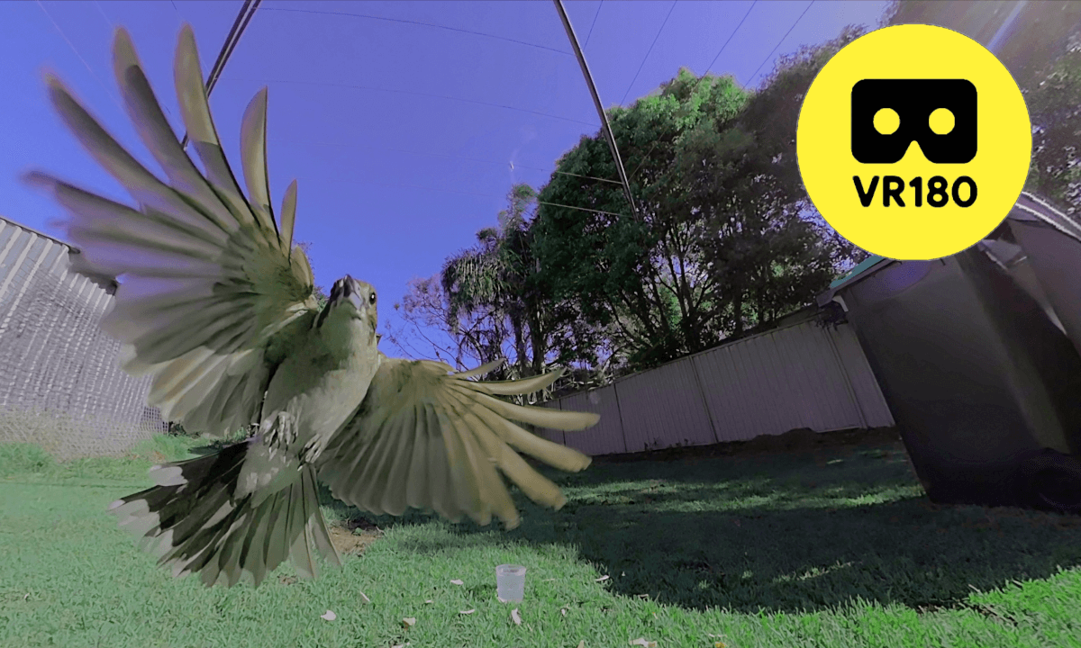 VR180 3D | Bird lands on camera | QLD Australia 2024 | DeoVR