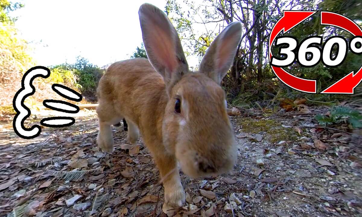 [360 Video] Being chased by a rabbit. | DeoVR