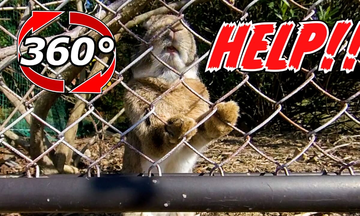 [360 Video] Rabbit asking for help | DeoVR