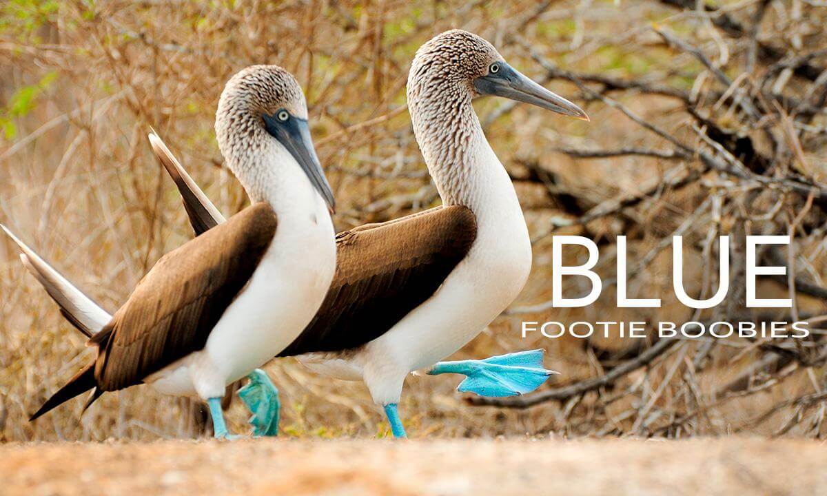 Blue-Footed Booby: Nature's Icon of the Galápagos